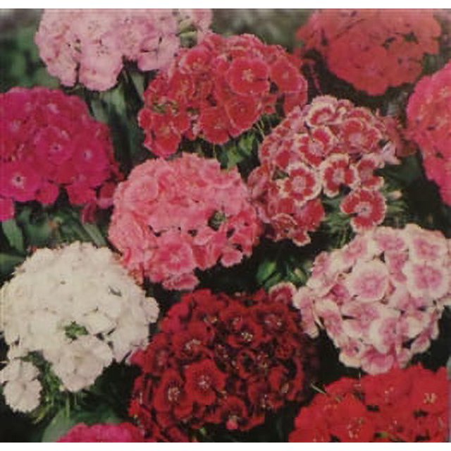 Sweet William Single Mixed Colors Seed - 1 Packet - Walmart.com