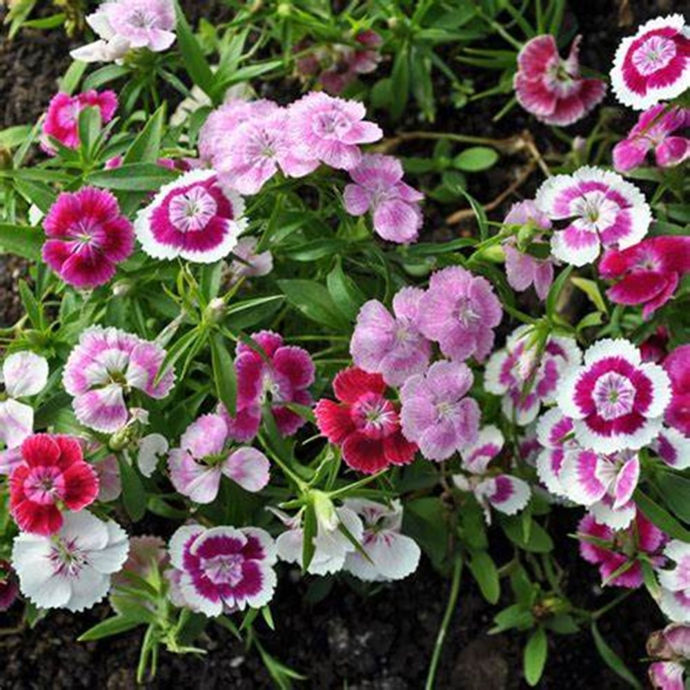 Sweet William "Wee Willie" Flower Seeds 200 ct - Dwarf Variety, Vibrant ...