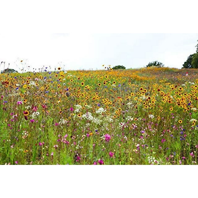 Sweet Yards Seed Co. Drought Tolerant Wildflowers Mix - Bulk Quarter ...