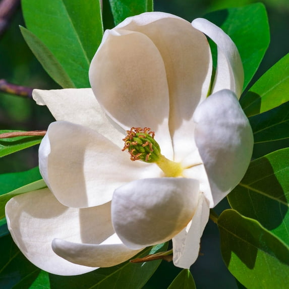 Sweetbay Magnolia Dormant Bare Root Flowering Ornamental Starter Tree ...