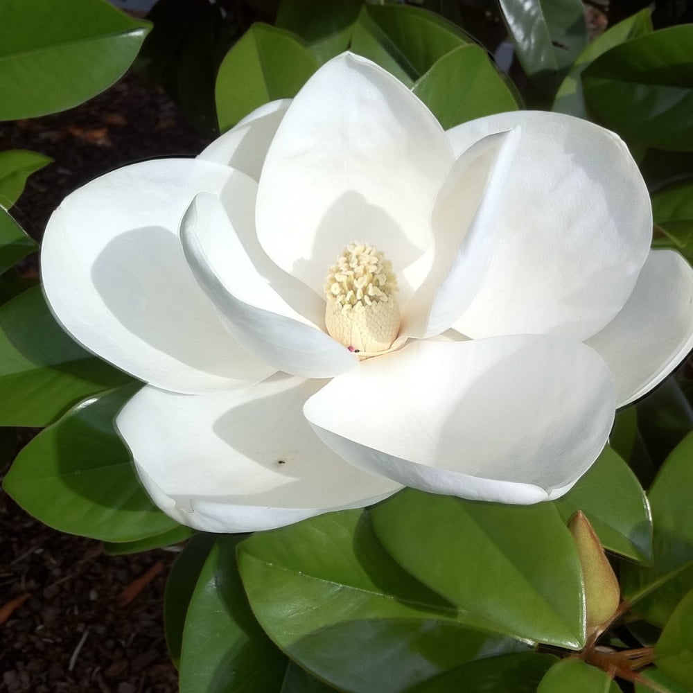 Sweetbay Magnolia Plant Live, Dormant Tree, Fragrant Magnolia Tree 10 ...
