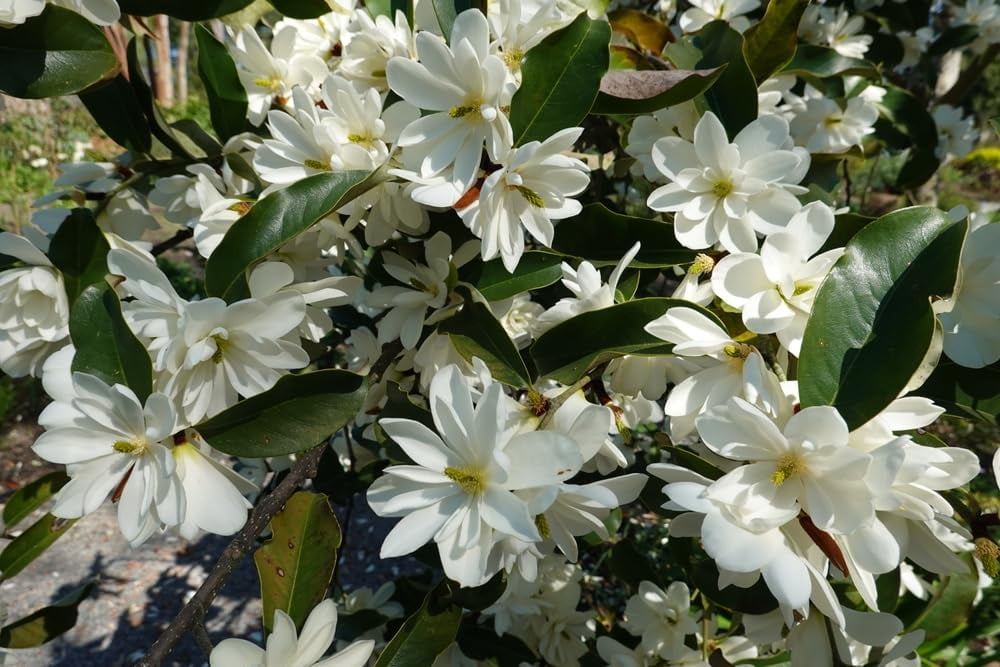 Sweetbay Magnolia Seedlings for Planting - Live Tree Seedlings ...