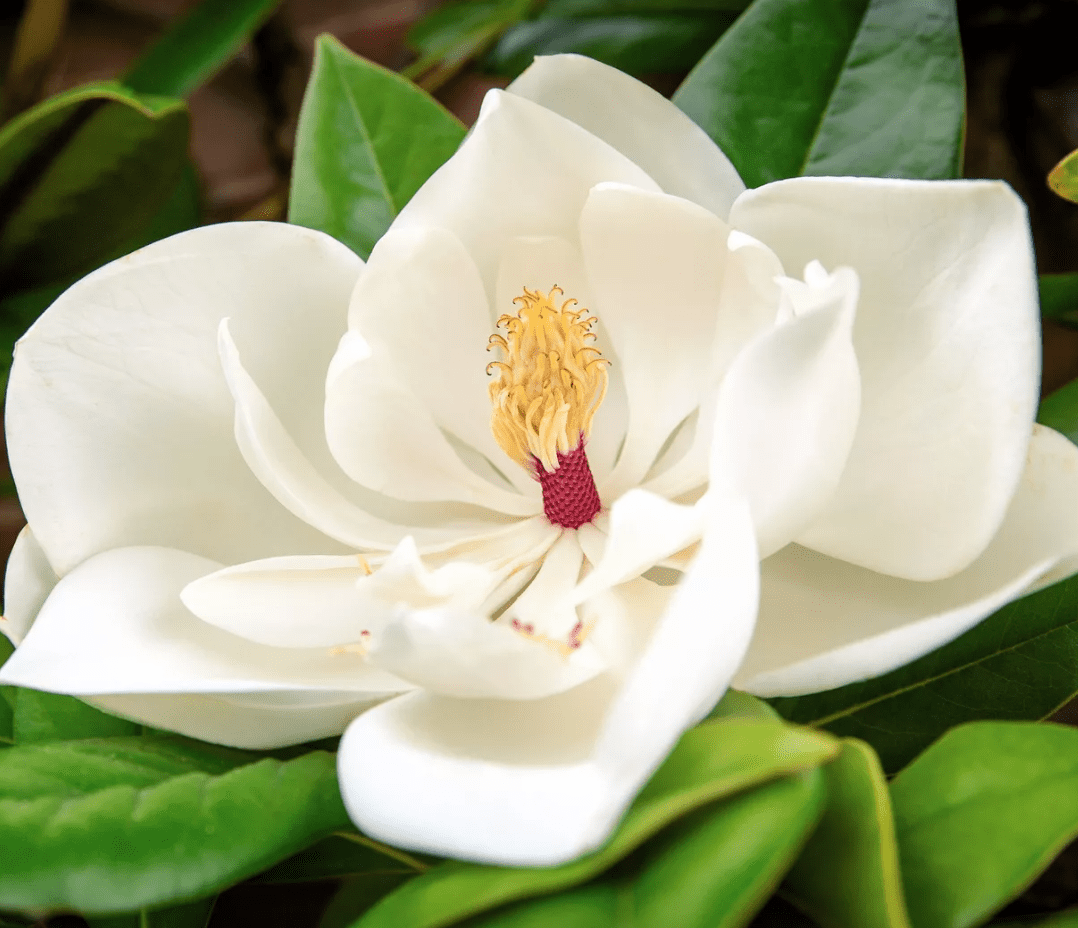 Sweetbay Magnolia Tree Live for Planting, Magnolia Plant Live Magnolia ...