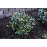 Sweetbox-Sarcococca hookeriana var. humilis-Low-growing evergreen with ...