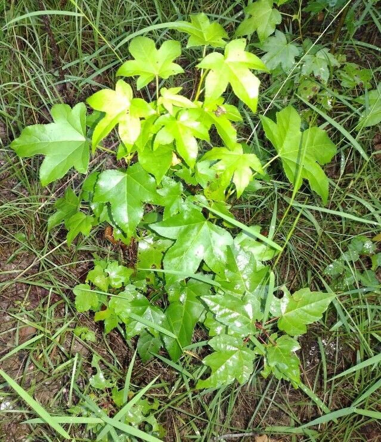 Sweetgum Tree (Liquidambar styraciflua) bare-root starts 10-pack ...