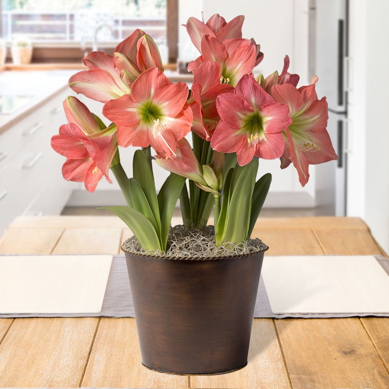Sweetheart Indoor Potted Bulb Garden - Simply Water and Flowers Open in ...