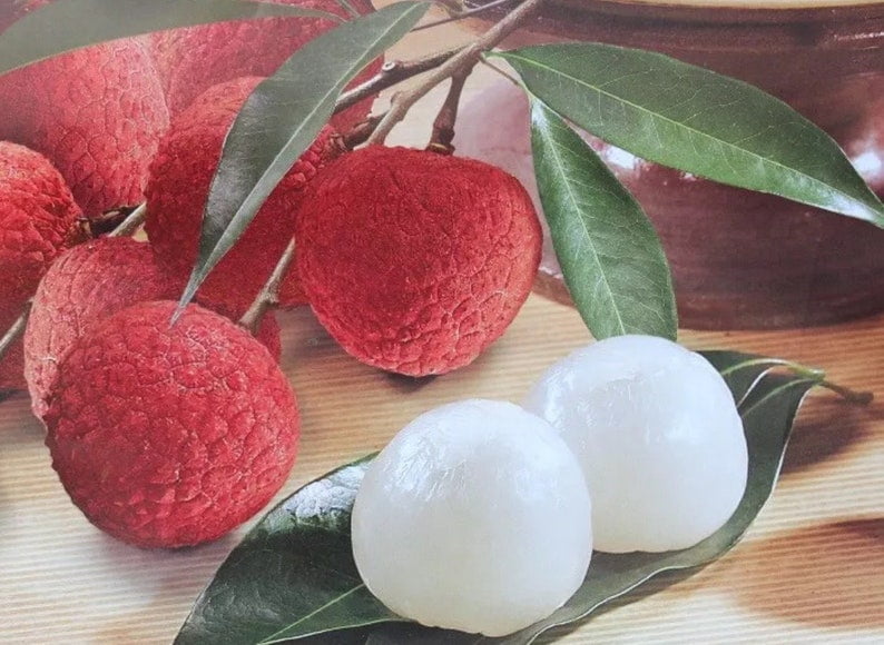 JAVAGREEN Sweetheart Lychee Tree, Air Layered, 3-4 Feet Tall, Ship to ...