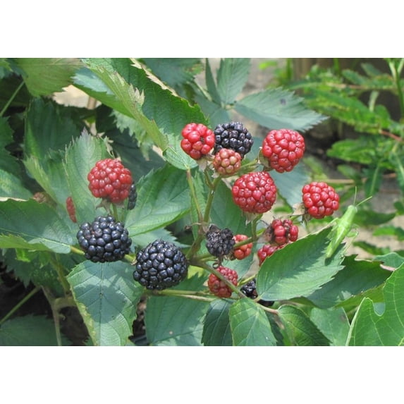 Sweetie Pie BlackBerry Plant - Live Plant in a 2 Inch Pot - Rubus ...