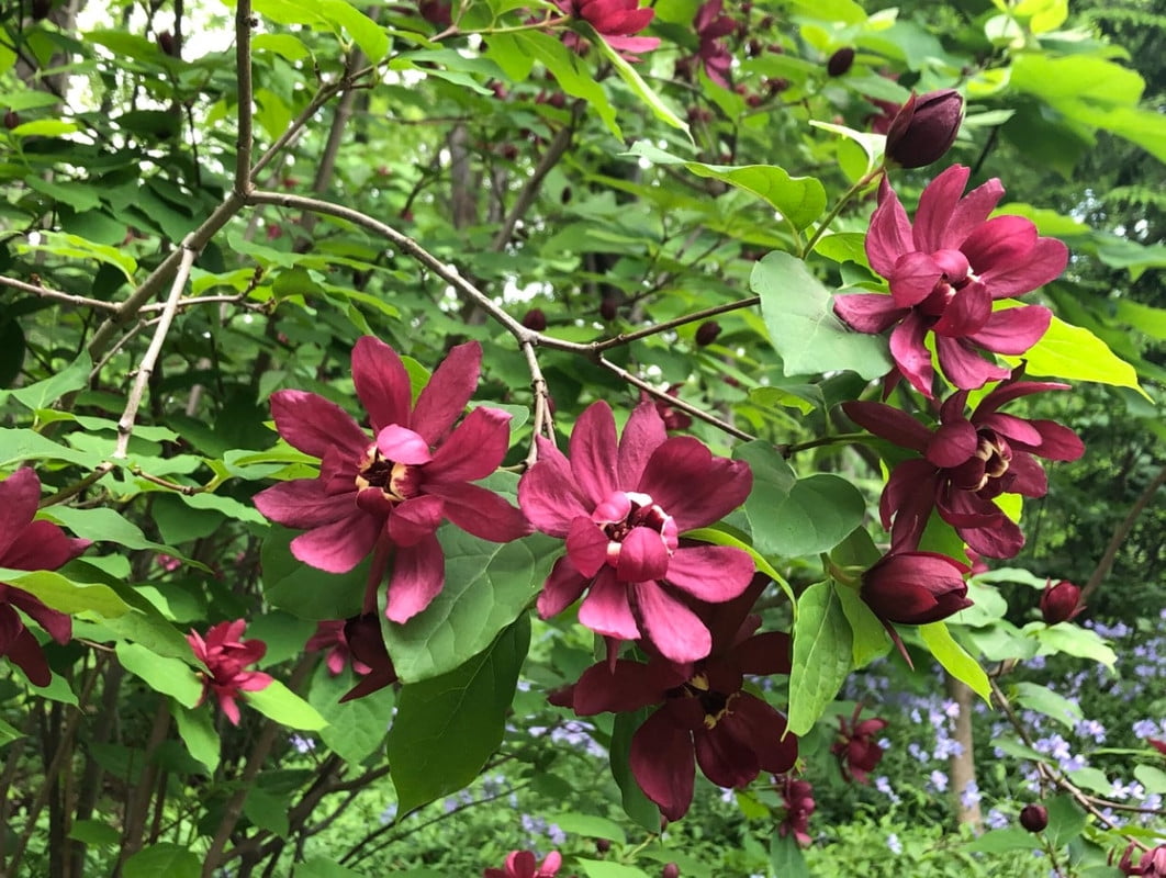 Sweetshrub Live Plant 8-18" Tall in Quart Pot- Carolina Allspice Bush ...