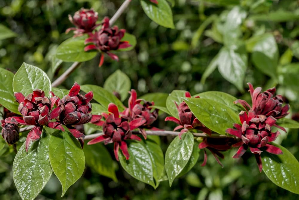 Sweetshrub Seedlings for Planting - Live Tree Seedlings - Calycanthus ...