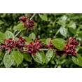 Sweetshrub Seedlings for Planting - Live Tree Seedlings - Calycanthus ...