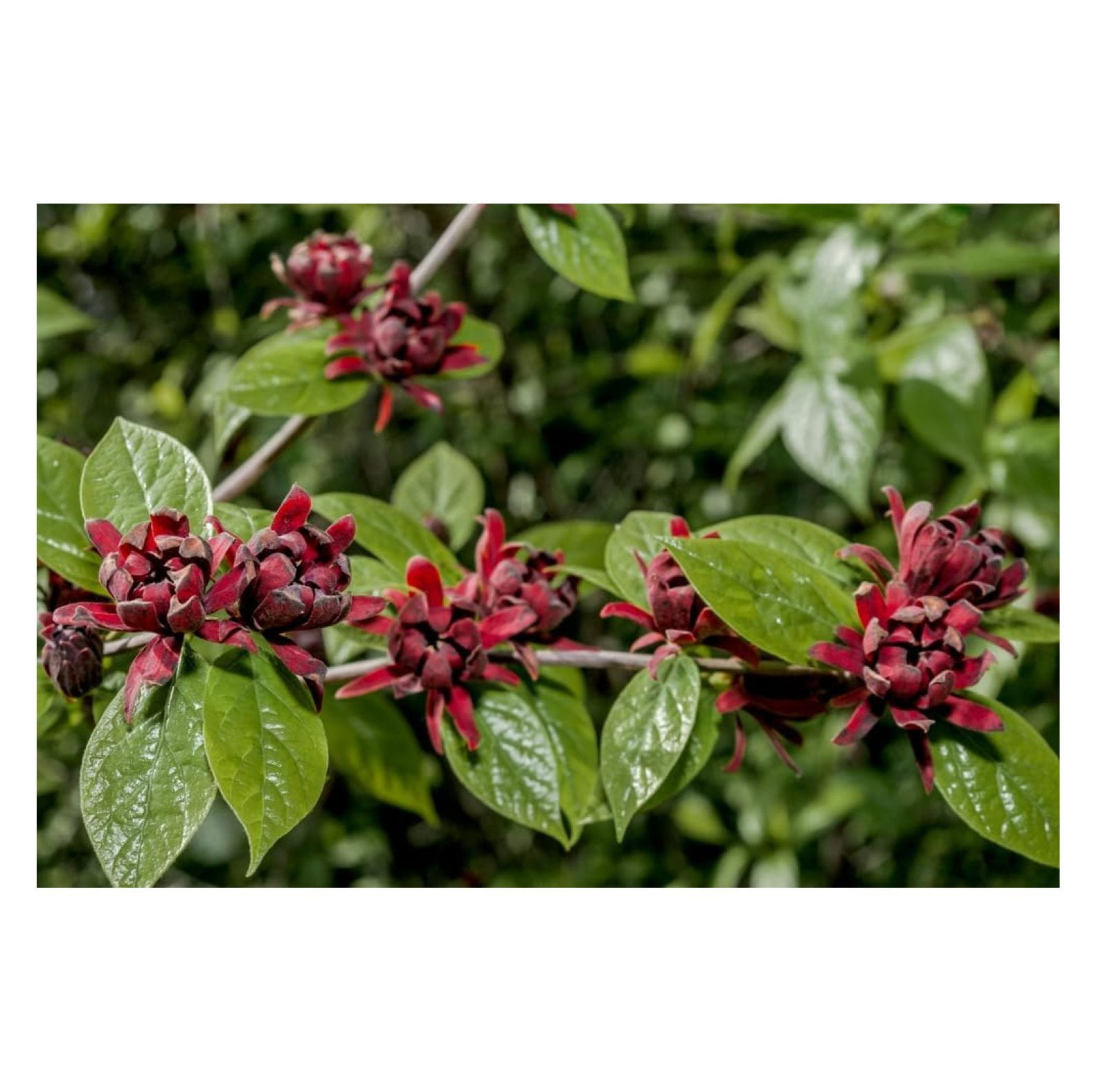 Sweetshrub Seedlings for Planting - Live Tree Seedlings - Calycanthus ...