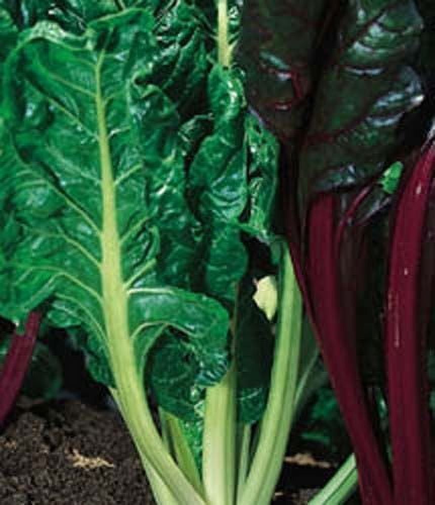 Swiss Chard FordHook Giant Garden Heirloom Vegetable 200 Seeds ...