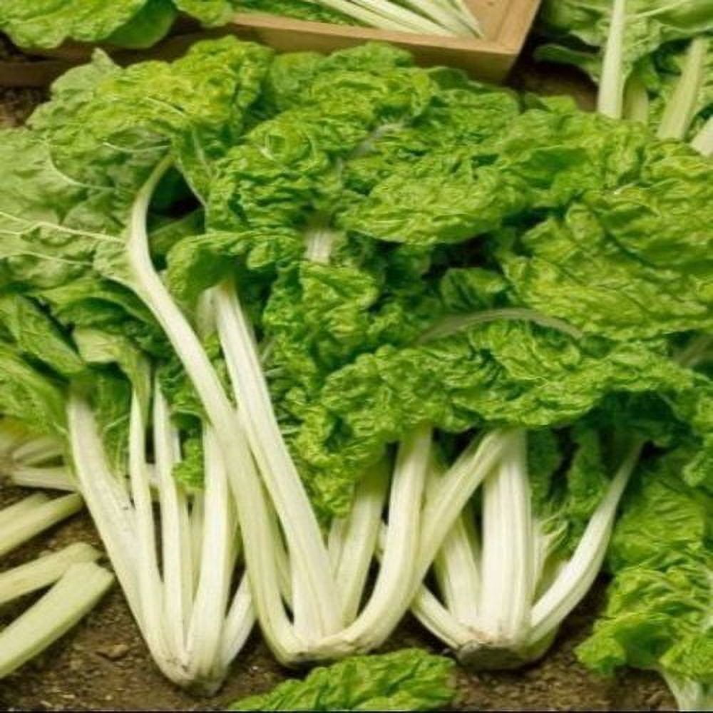 Swiss Chard Lucullus Garden Heirloom Vegetable 200 Seeds - Walmart.com