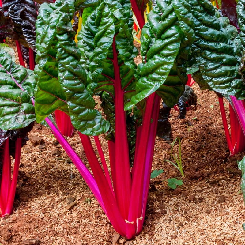 Swiss Chard-Magenta Sunset TWE5 (300 Seeds) - Walmart.com