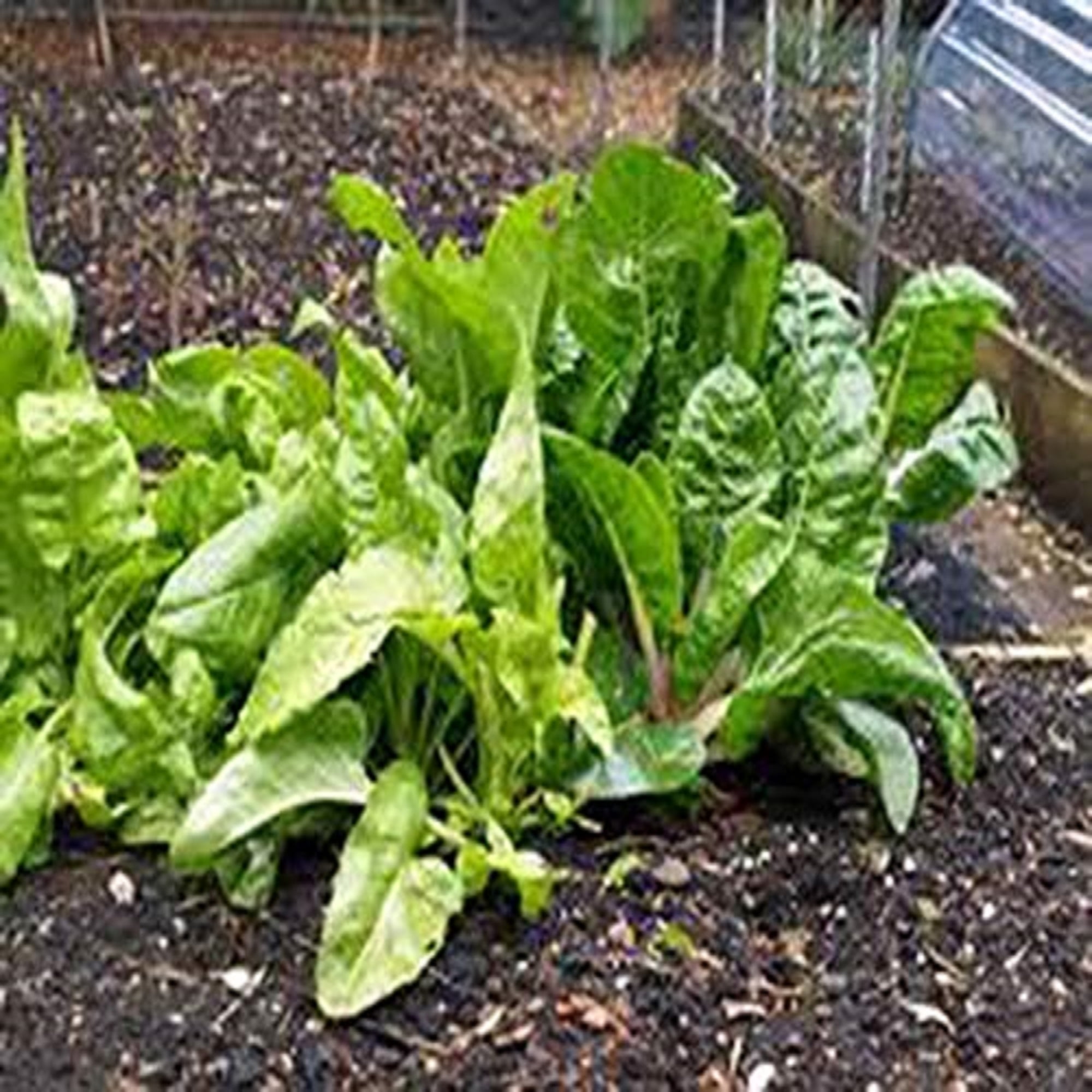 Swiss Chard, Perpetual Spinach Heirloom, 100 Seeds, Non GMO - Walmart.com