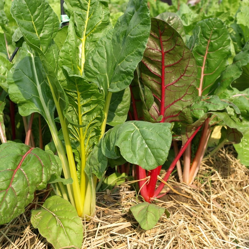 Swiss Chard Plant, 4 Inch Pot, Edible Vegetable Plant for Outdoor ...