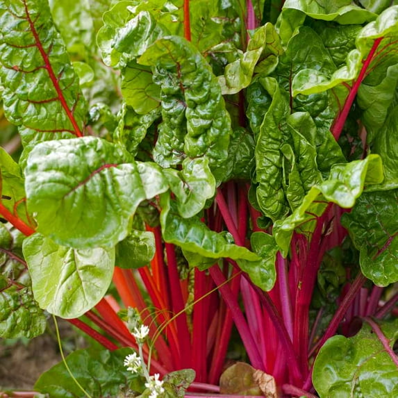 Swiss Chard Seed - Swiss Chard Ruby Red Herb Seeds - 2000 Seeds - Walmart.com