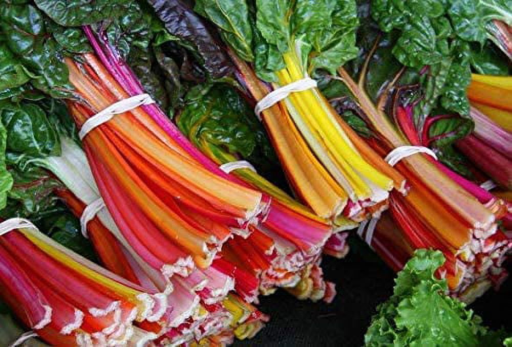 Swiss Chard Seeds for Planting - 100+ Seeds - Rare Colorful Garden ...