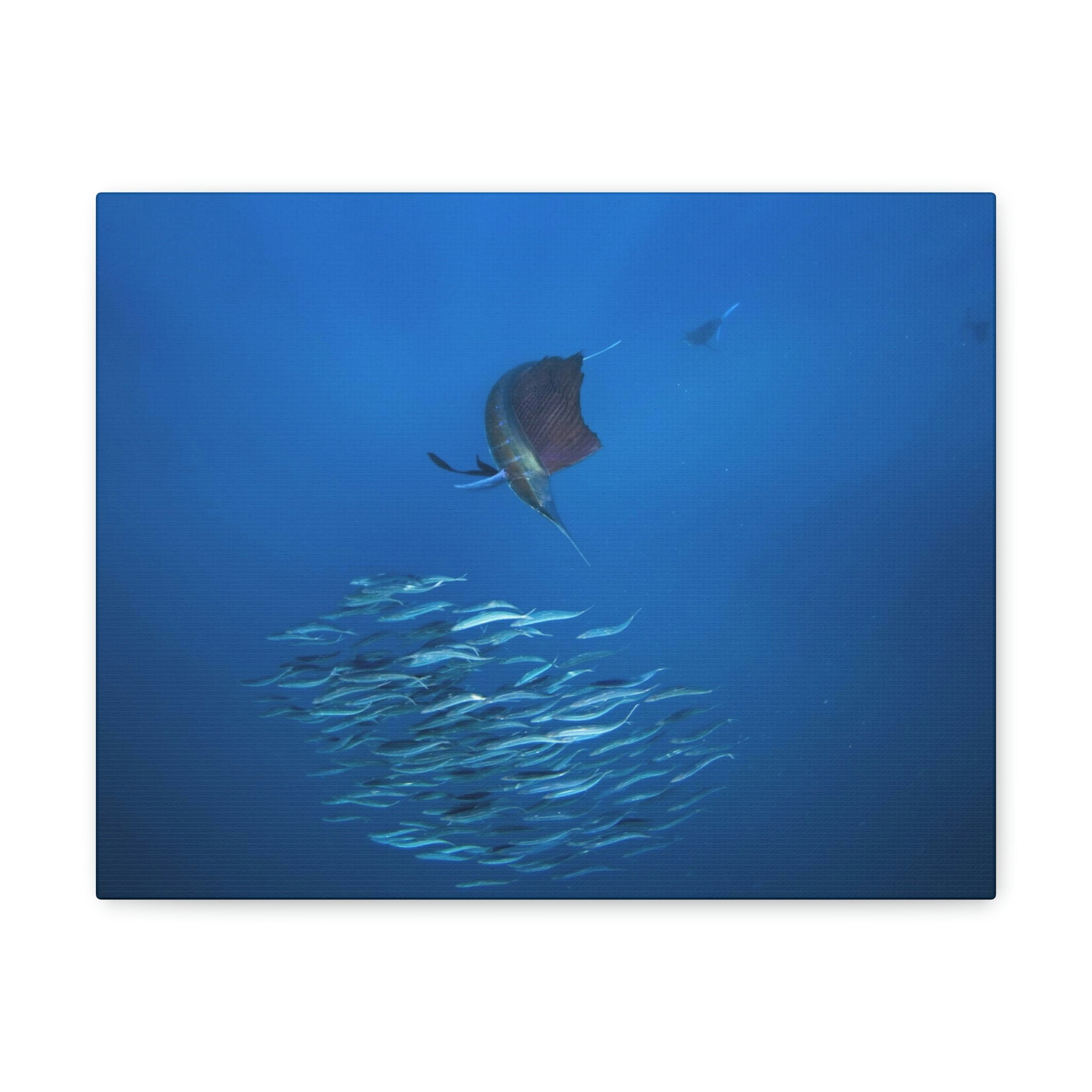 Sword Fish Hunting Sword Fish on Hunt Print Animal Wall Art Wildlife ...