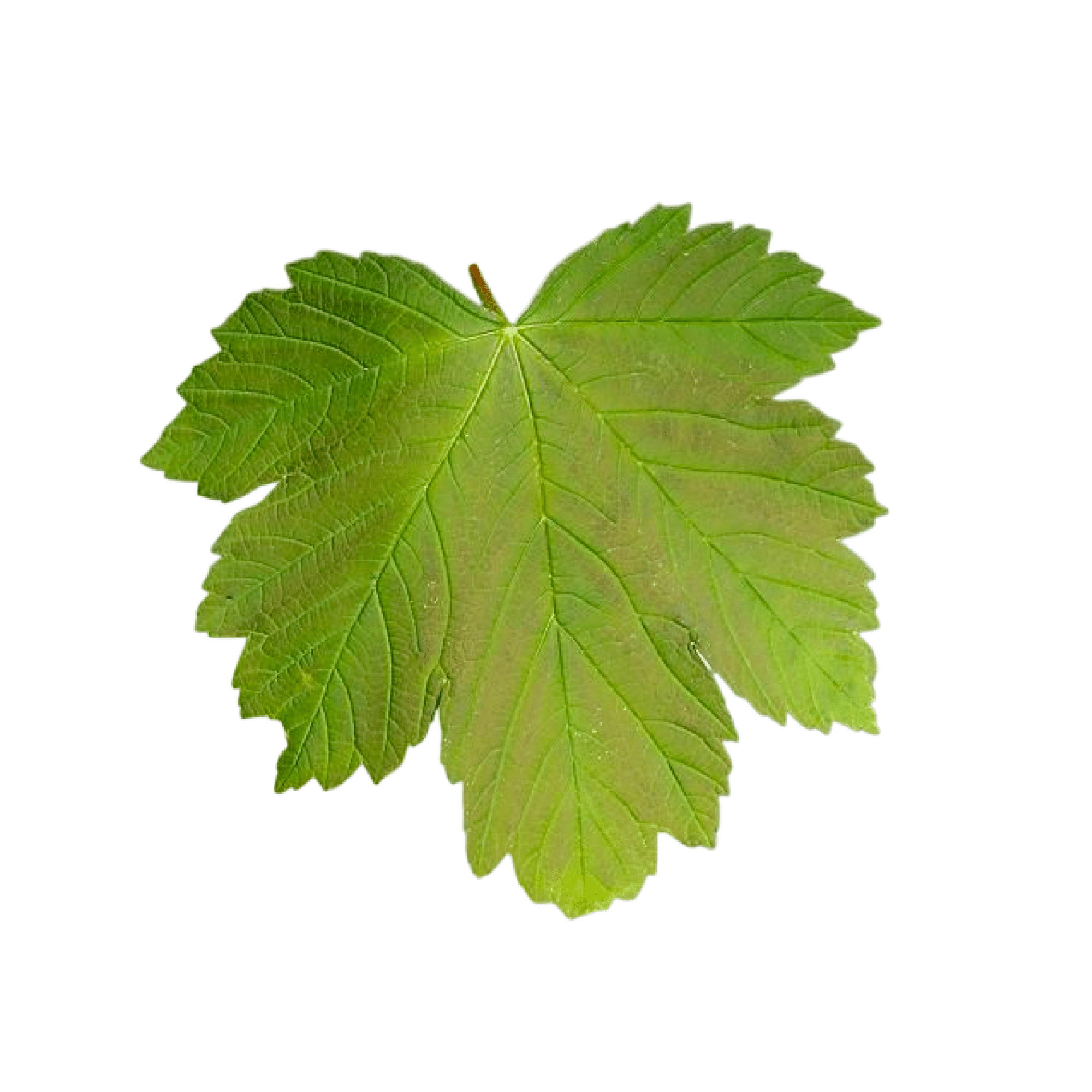 Sycamore Tree – 5 Gallon Potted Plant, Fast-Growing Shade Tree with ...