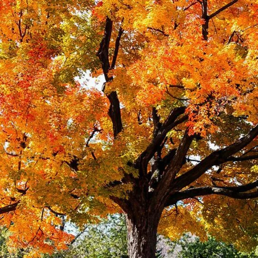 Sycamore Tree Live Plant, Sycamore Dormant Tree Plant from 8 to 10 ...