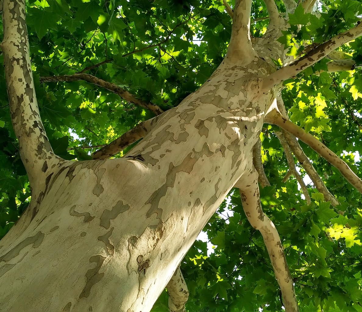 Sycamore Tree Seedlings for Planting | Live Tree Seedling with ...
