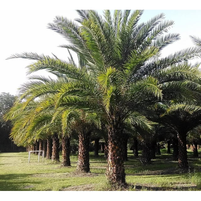 Sylvester Palm - Hardy, Low-Maintenance Live Plant in 3 Gallon Pot ...