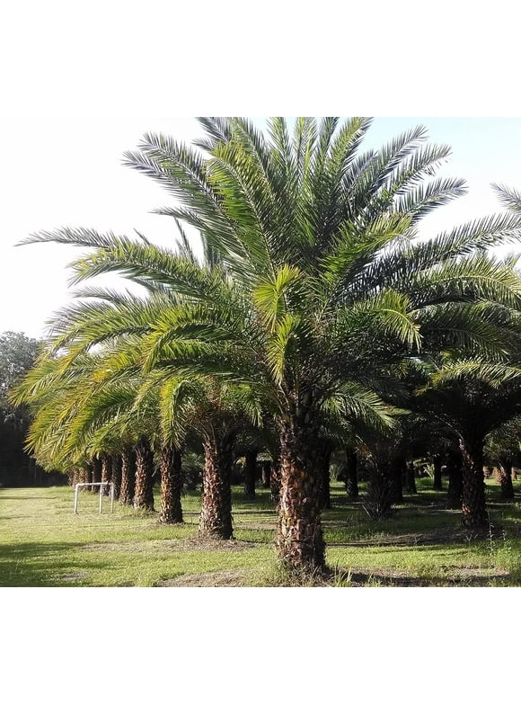 Palm Plants in Indoor Plants - Walmart.com