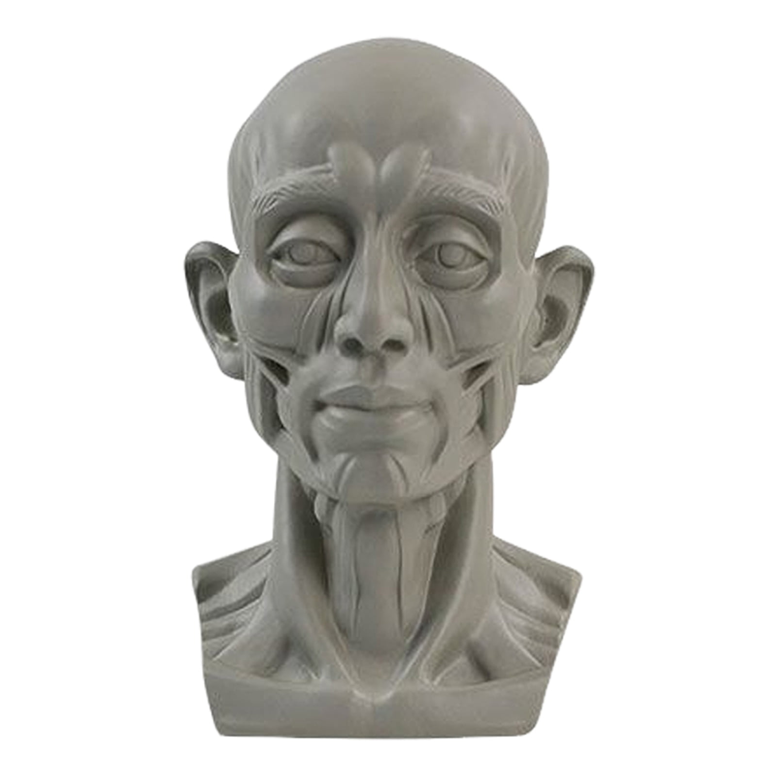 Sylvtty Planar Head Model for Drawing Resin Skull Sculpture with ...