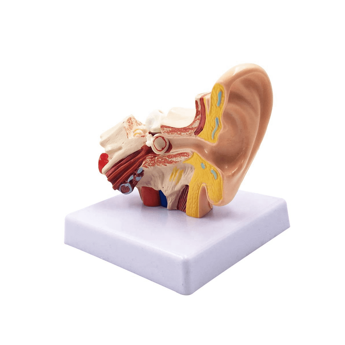 Symkmb 15x Human Ear Anatomy Model Professional Desktop Inner Ear Structure Simulation Model
