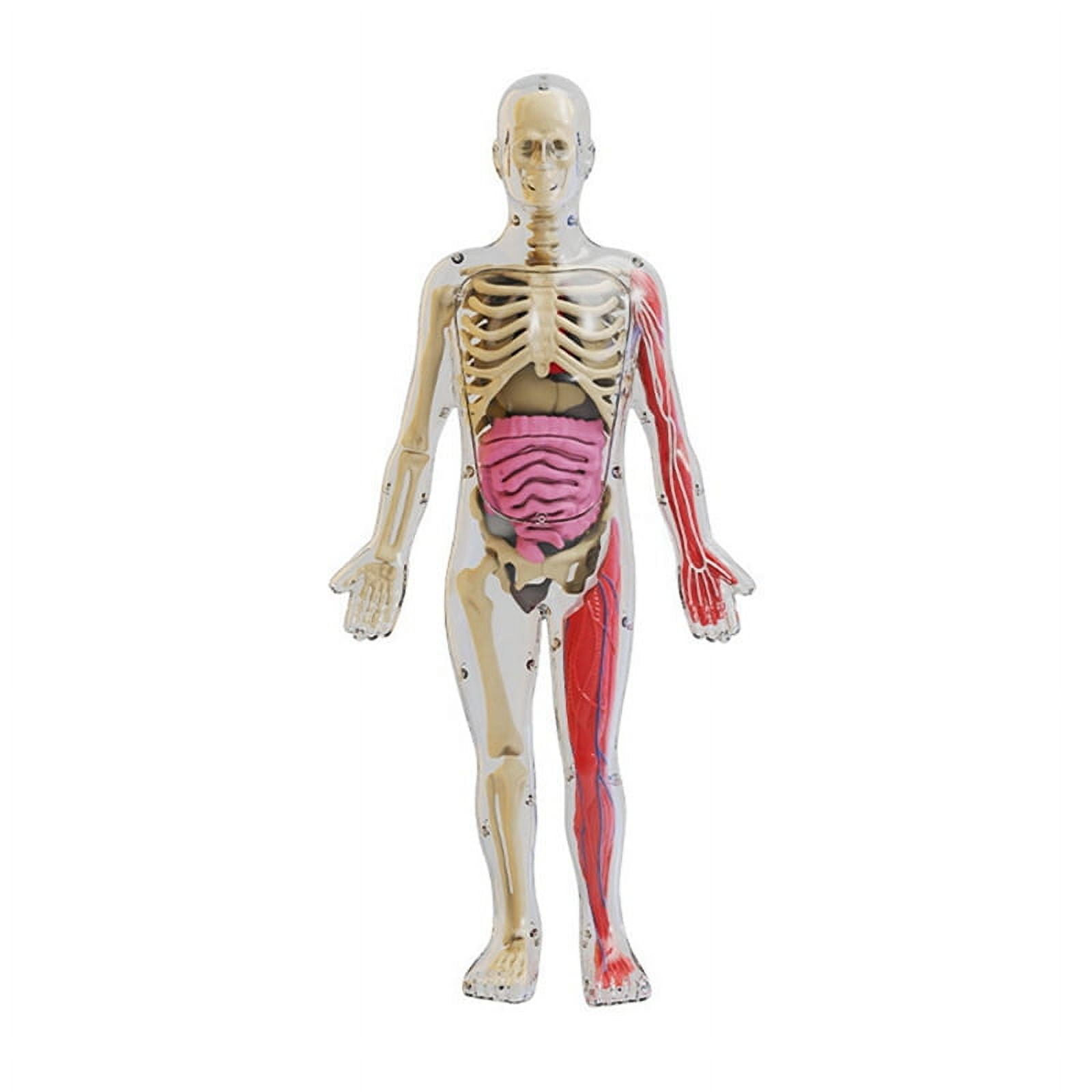 Symkmb DIY Assembly of Noctilucent Human Organ Skeleton Model Anatomy ...