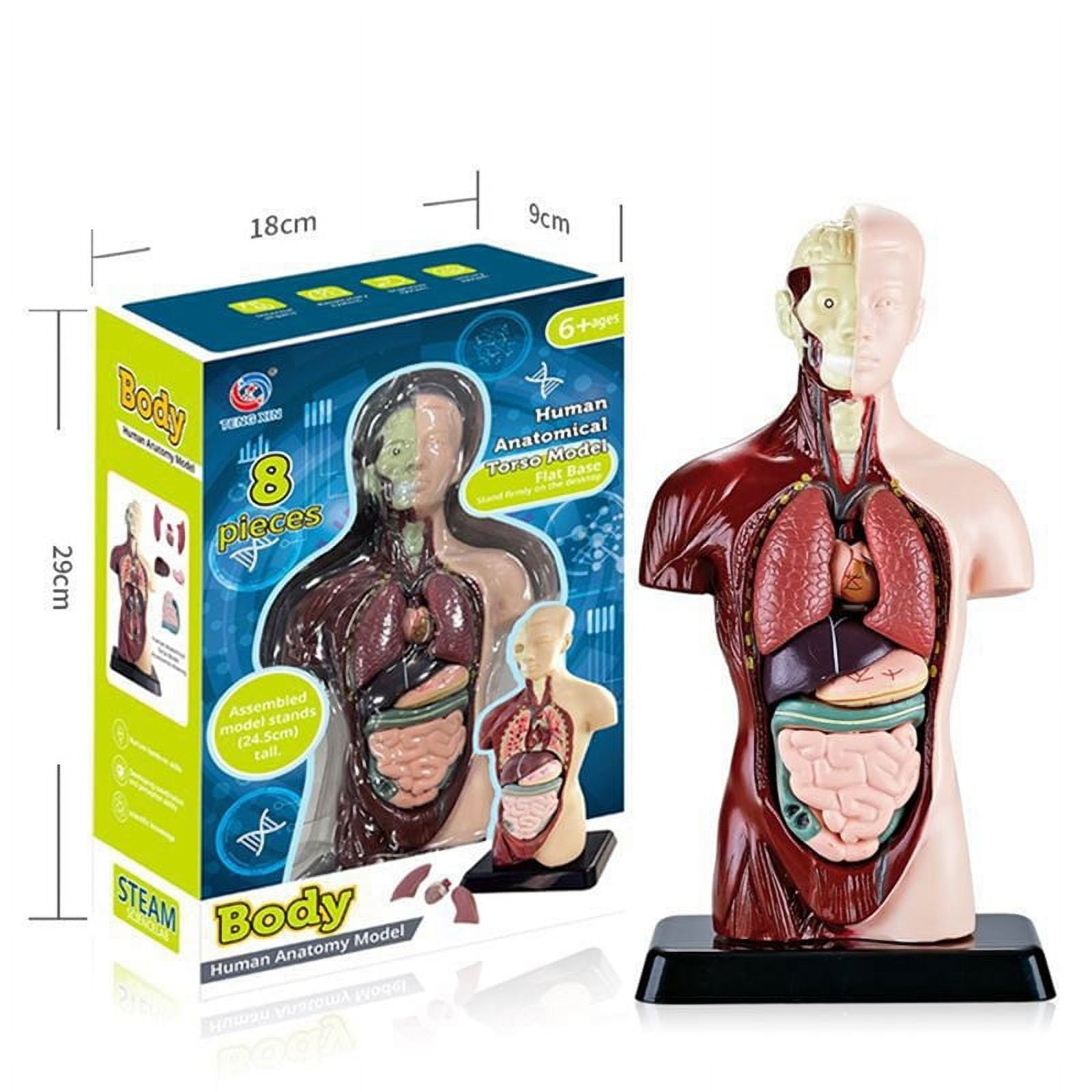 Symkmb Human Body Model with 7 Removable Organ Models,Educational Organ ...