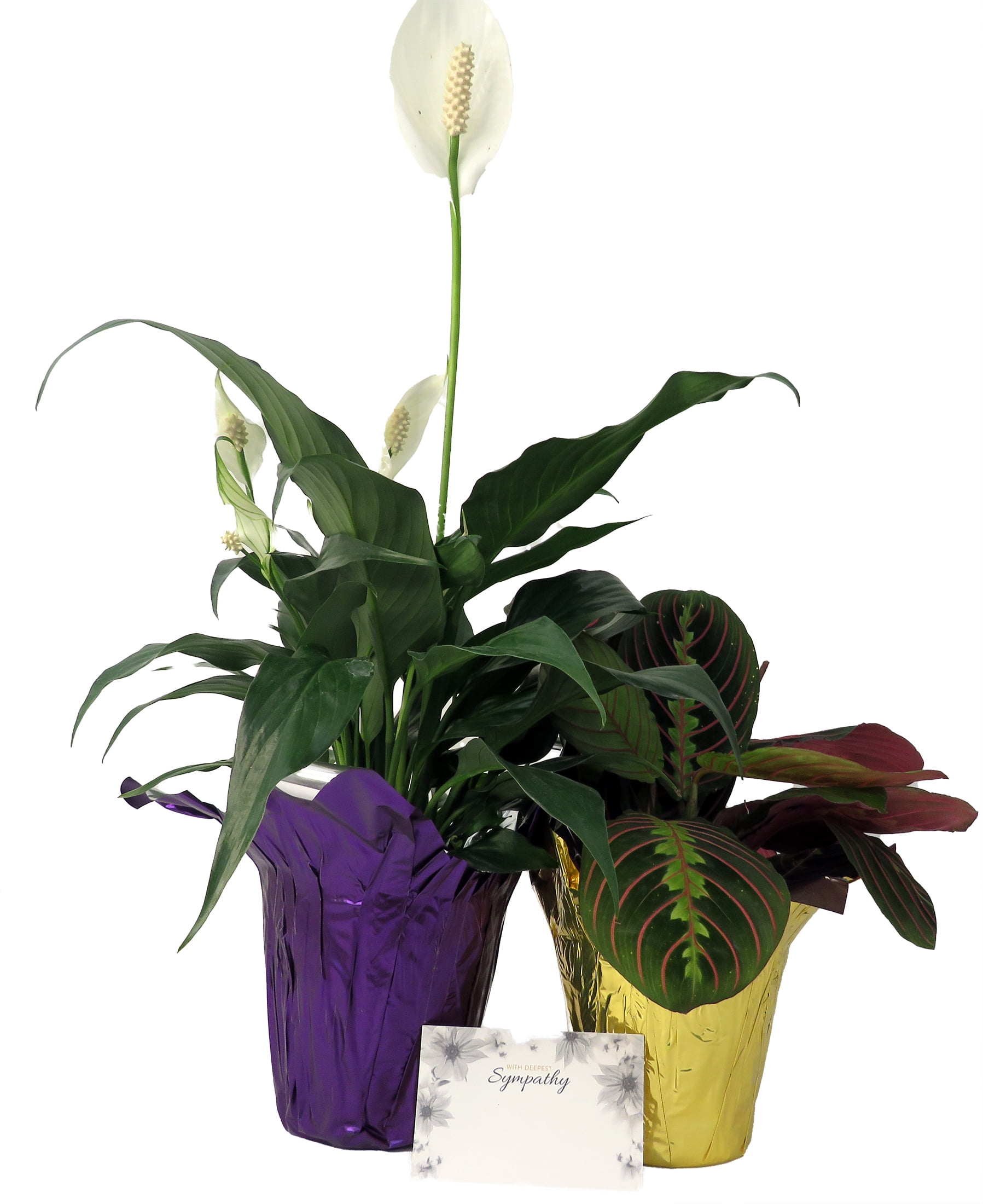 Sympathy Duo- Peace Lily & Prayer Plant - Send Thoughts and Prayers- 4 ...