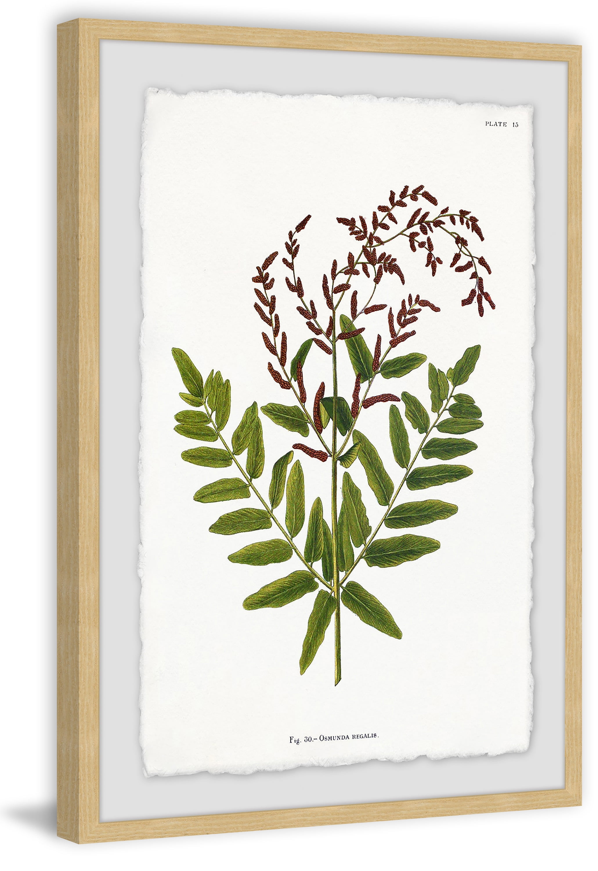 Sympathy Ferns Framed Painting Print - Walmart.com