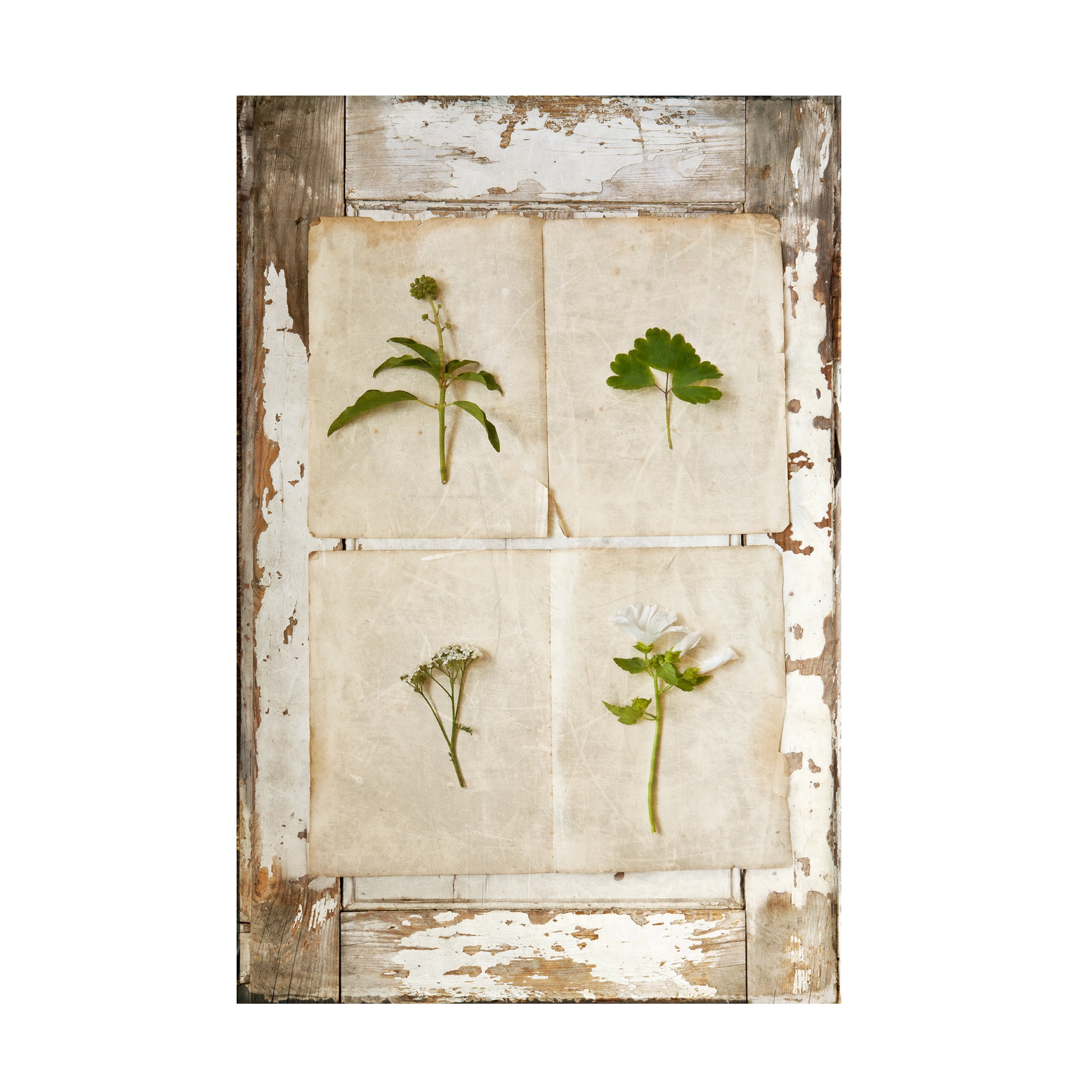 Symposium Design 'Botanical Board 1' Canvas Art - Walmart.com