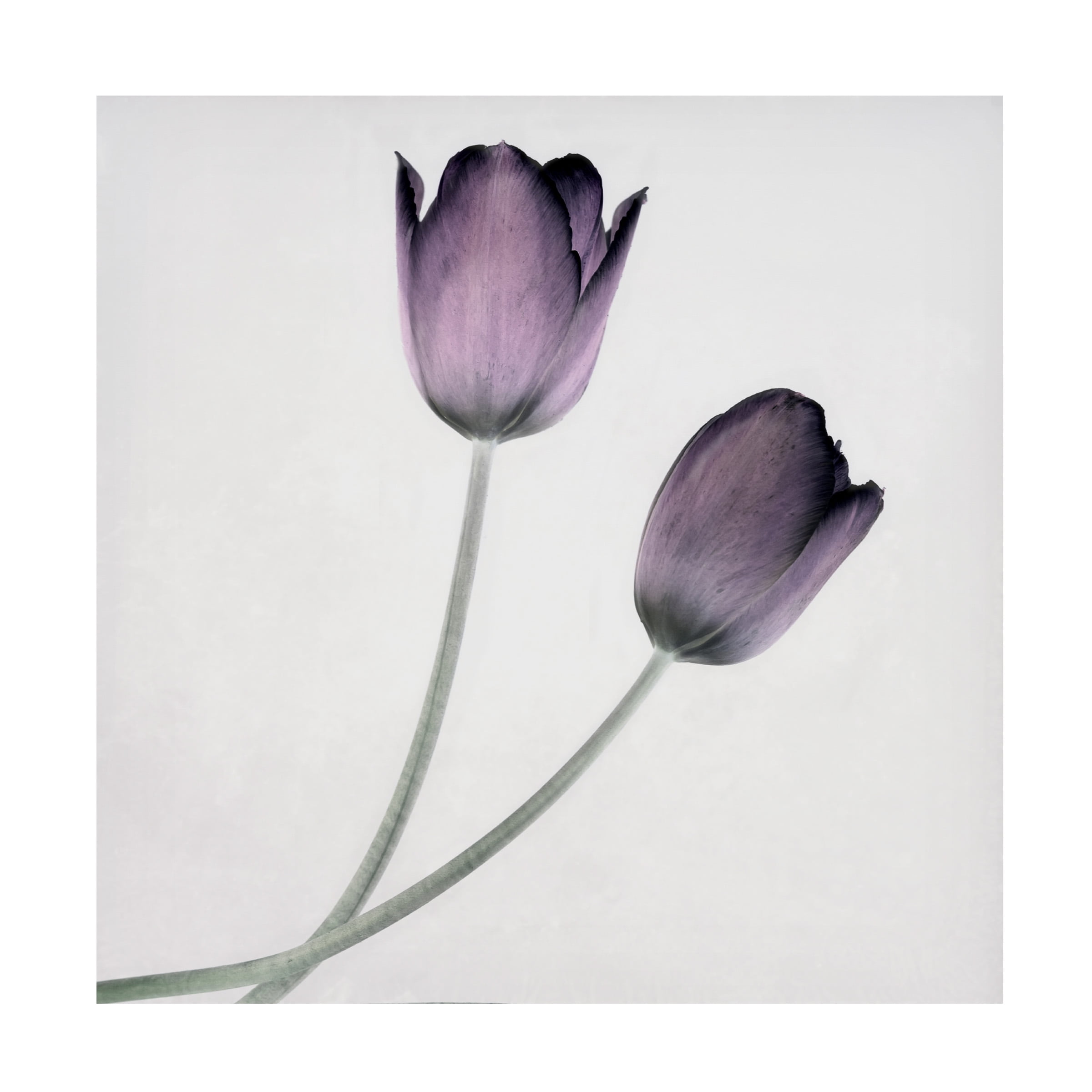 Symposium Design 'Tulip IV' Canvas Art - Walmart.com