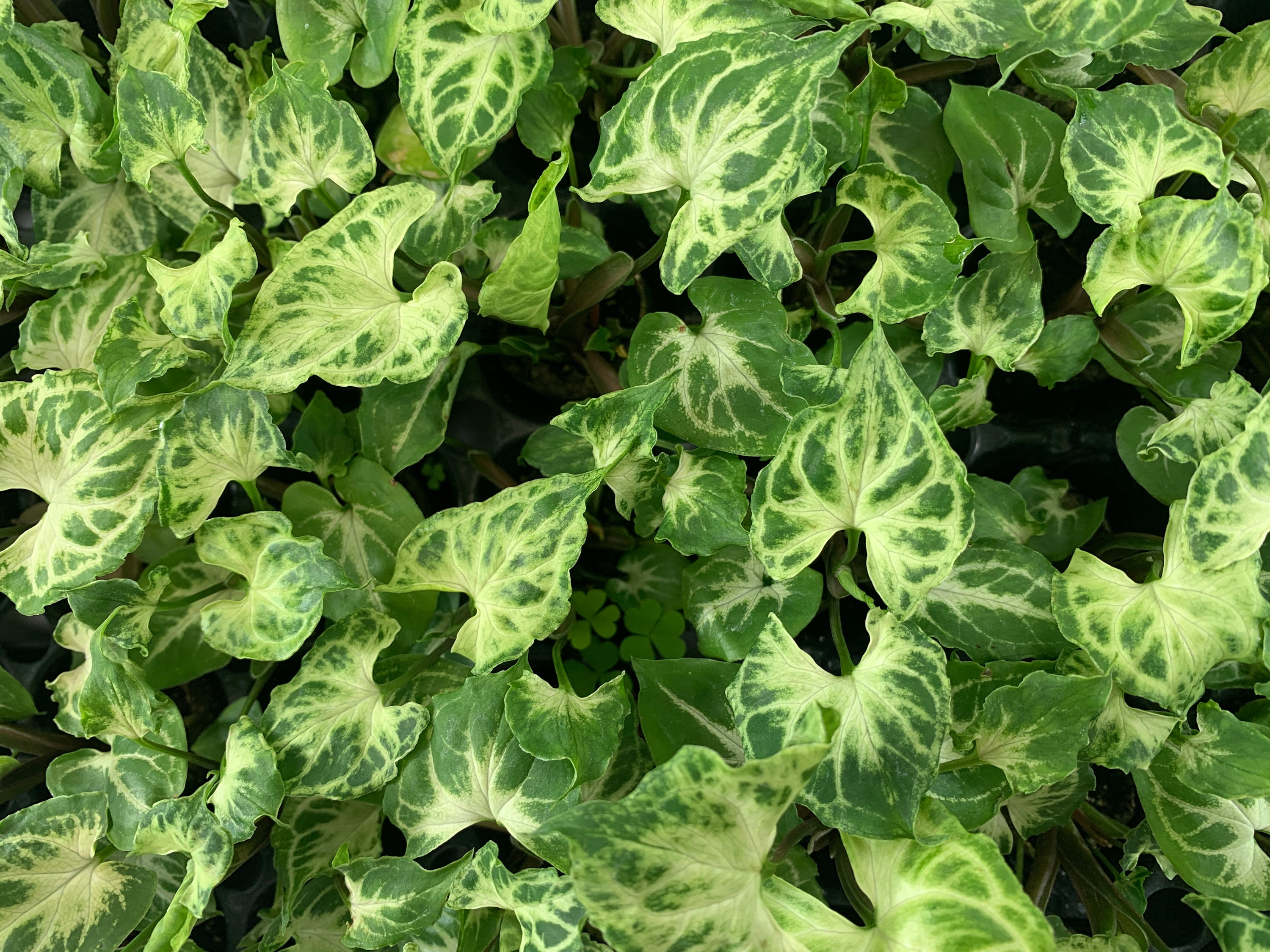 Syngonium Batik Starter Plant - Walmart.com