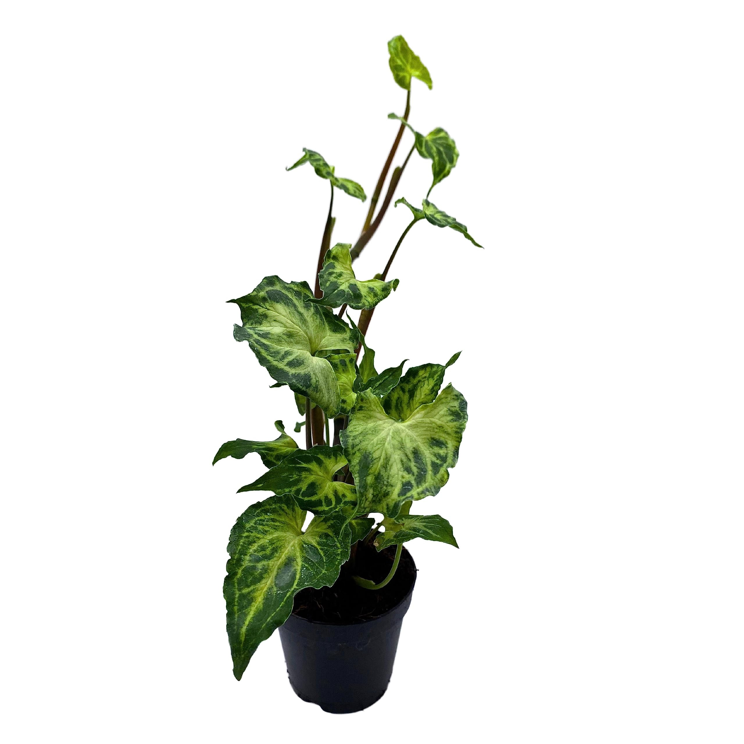 Syngonium Batik, in 4 inch Pot, Nephthytis, Arrowhead Plant, Arrowhead ...