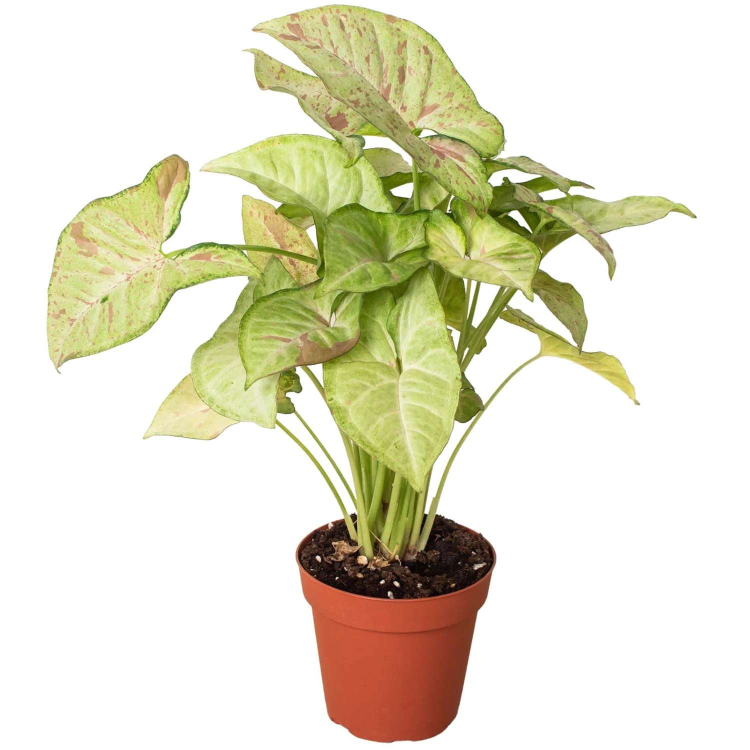 Syngonium podophyllum ‘Confetti’ – Live Indoor Houseplant in 4″ & 6 ...