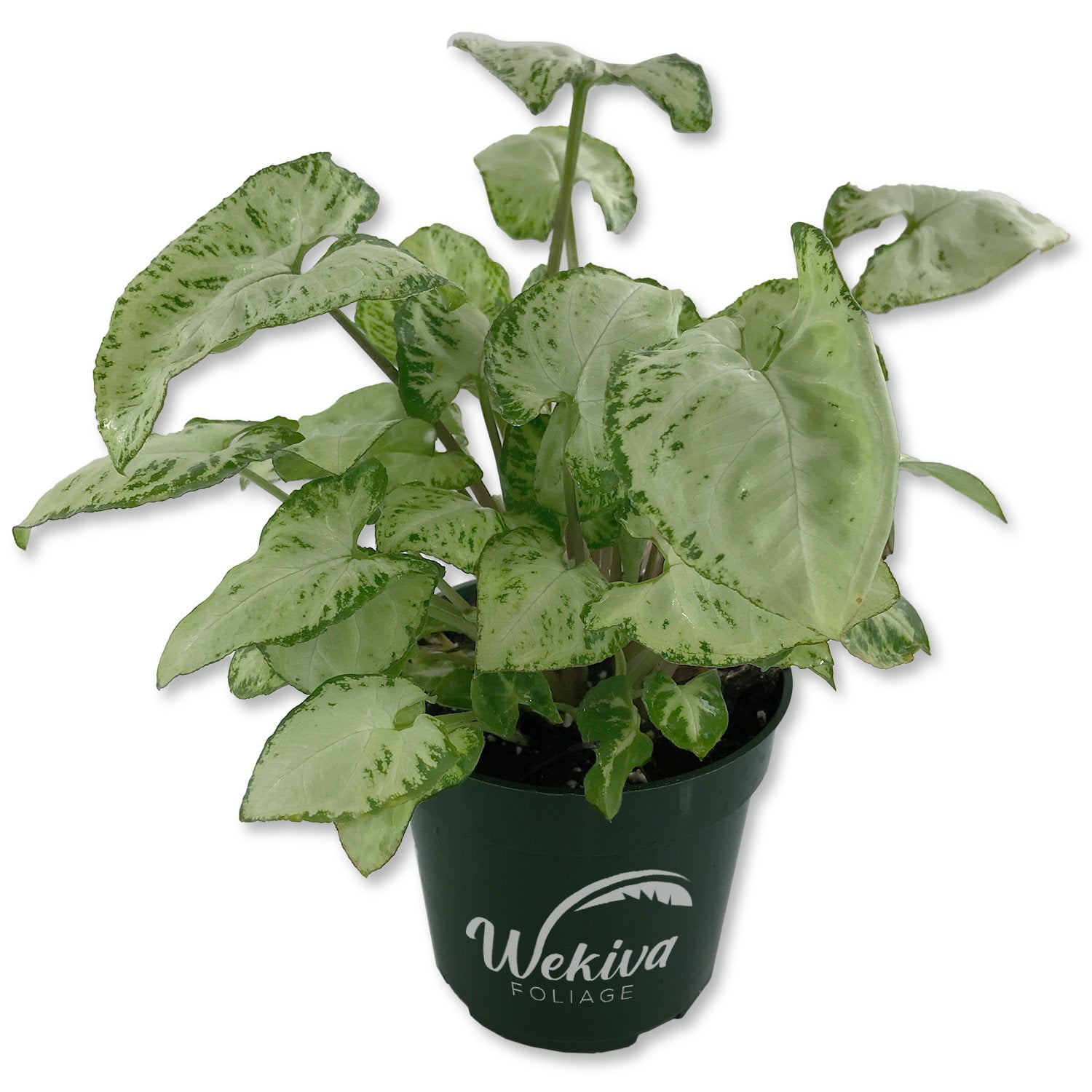 Syngonium Glo Go - Live Plant in a 4 Inch Pot - Syngonium Podophyllum ...