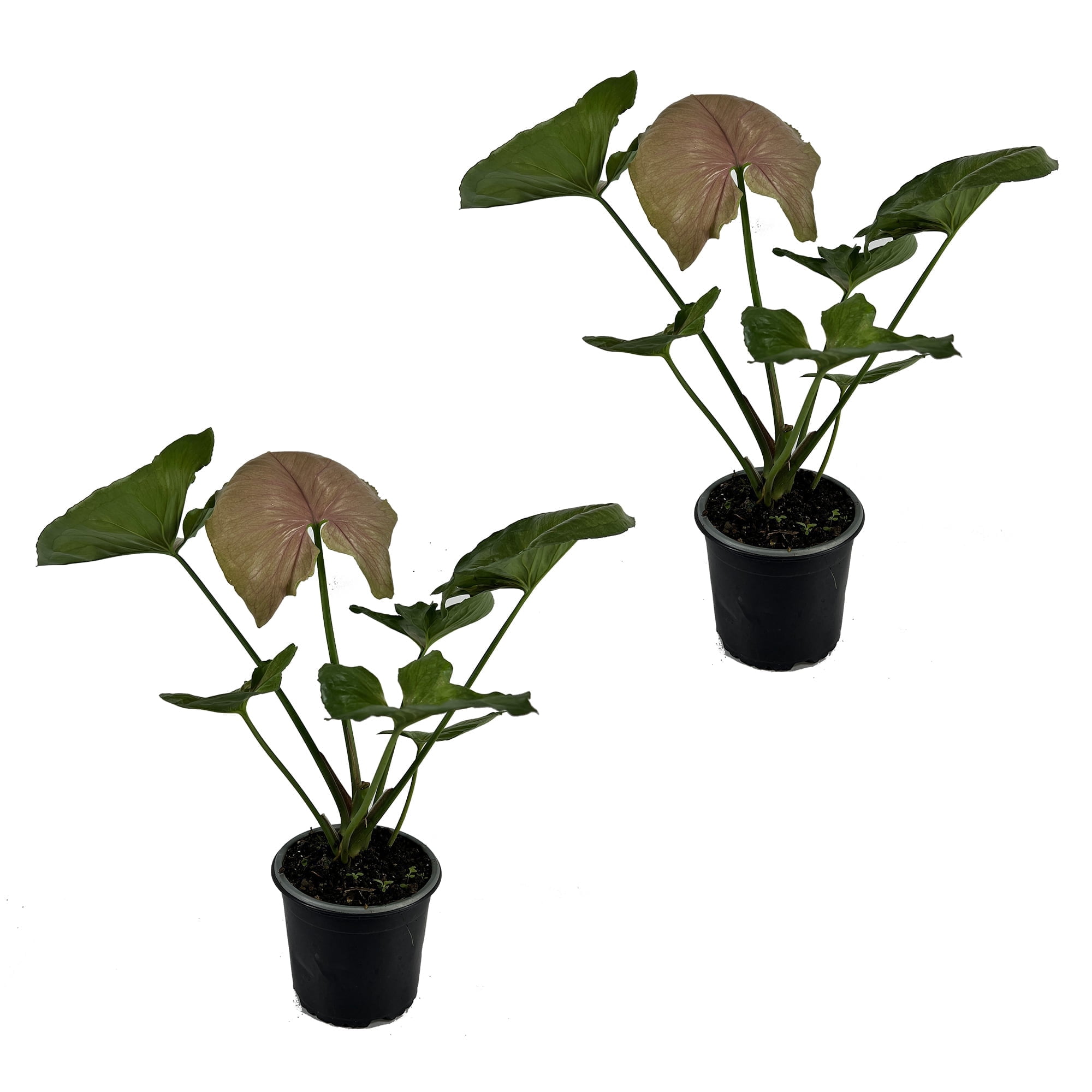 Syngonium Mango Allusion (2-Pack) by LEAL PLANTS ECUADOR | Rare ...