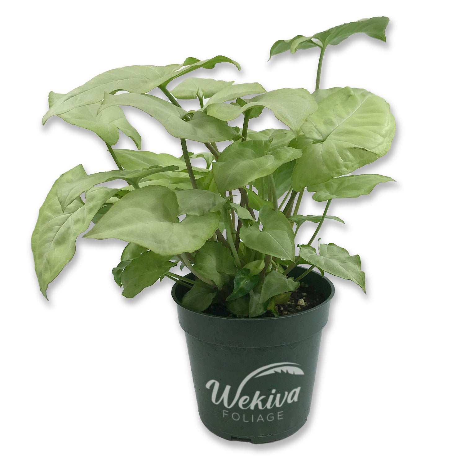 Syngonium Moon Shine - Live Plant in a 4 Inch Pot - Nephthytis 'Moon ...