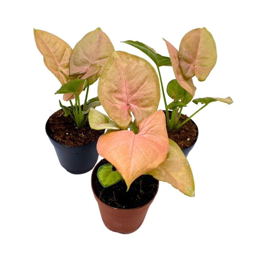 Syngonium Neon Pink, 2 inch Set of 3, Strawberry Princess Arrowhead Vine Tiny Mini Pixie Plants ...