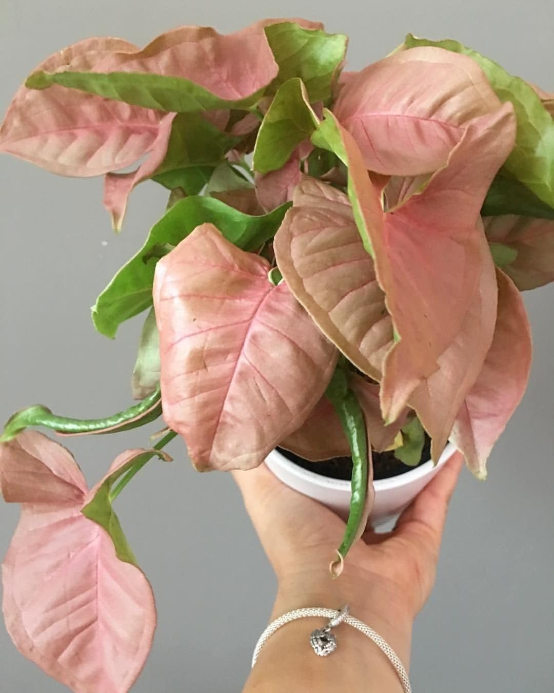 Syngonium Neon Pink - Live Plant in a 4 Inch Pot - Syngonium ...