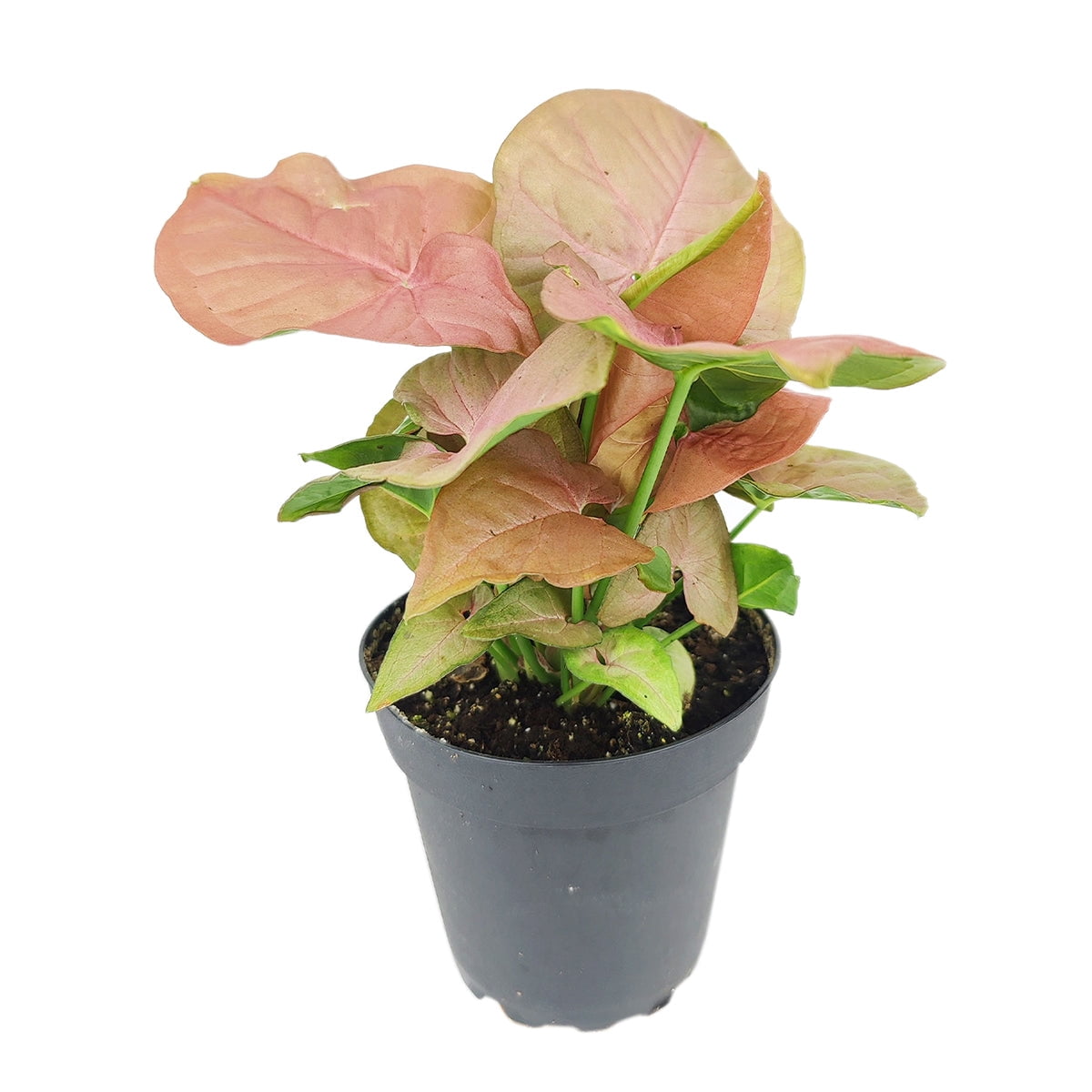 Syngonium Neon Robusta - Lucky Live Pink Arrowhead Plant, Air-purifying ...