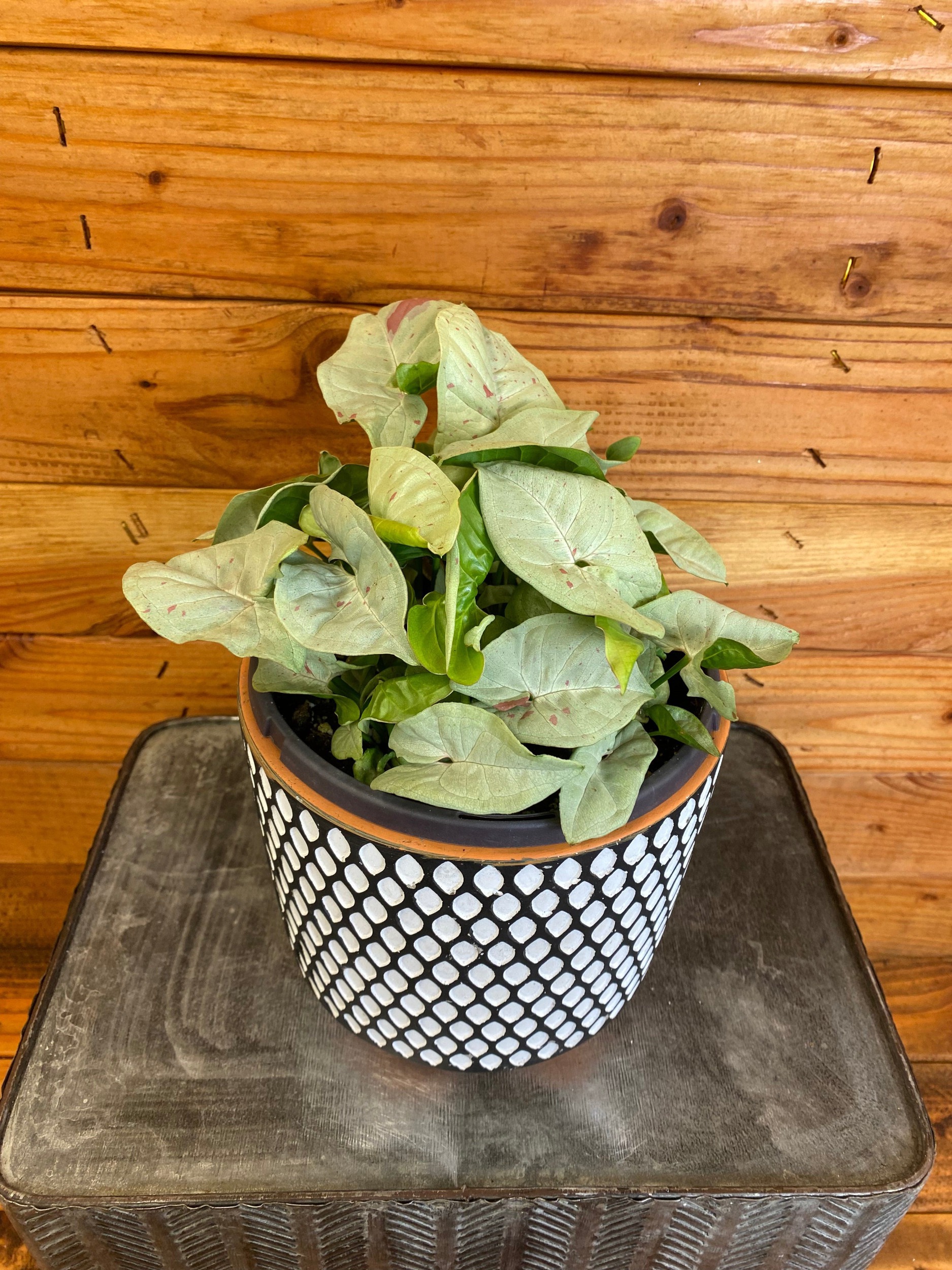 Syngonium Nephthytis Dazzle Color, 6" Plant, The Plant Farm - Walmart.com