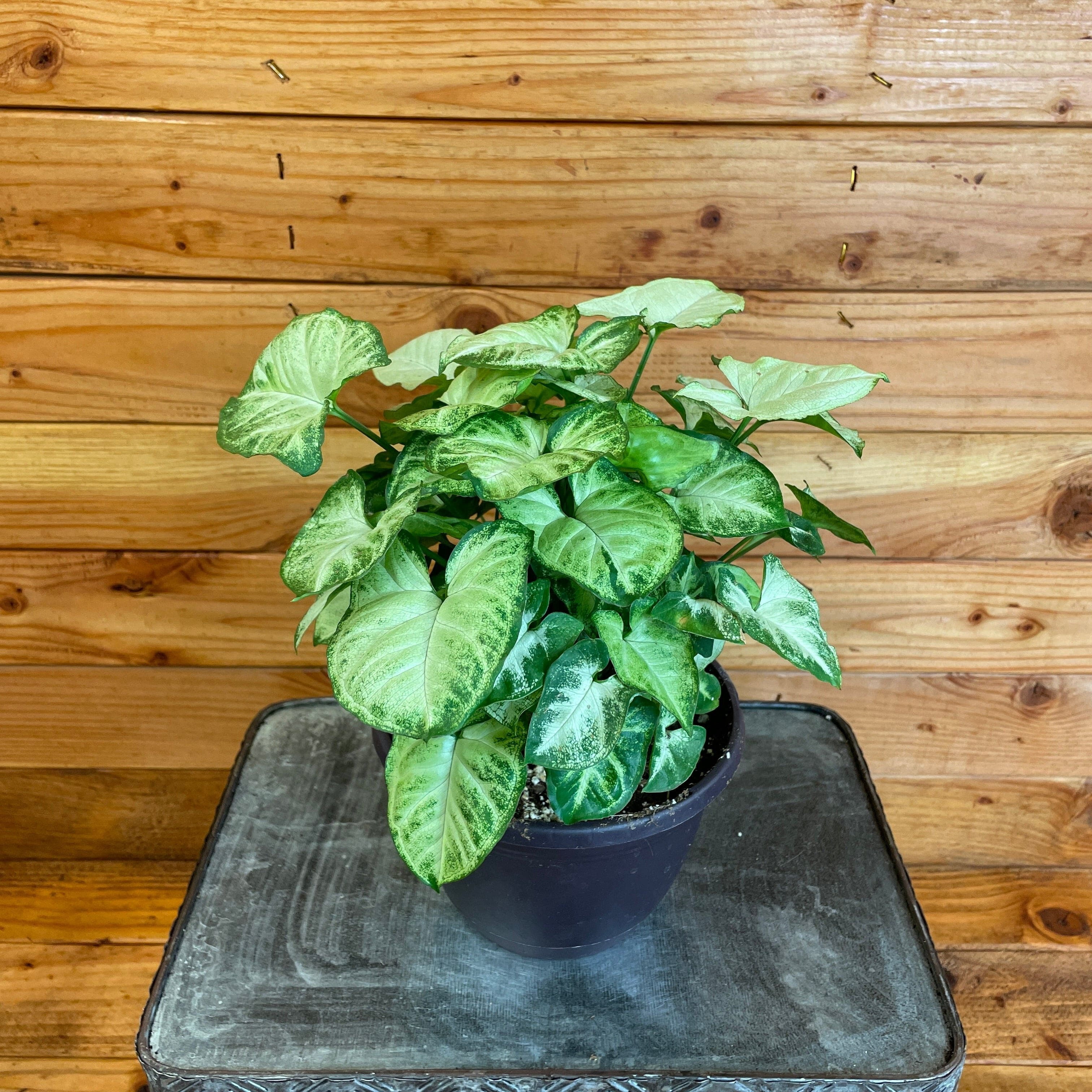 Syngonium Nephthytis Pixie, 6" Plant, The Plant Farm - Walmart.com