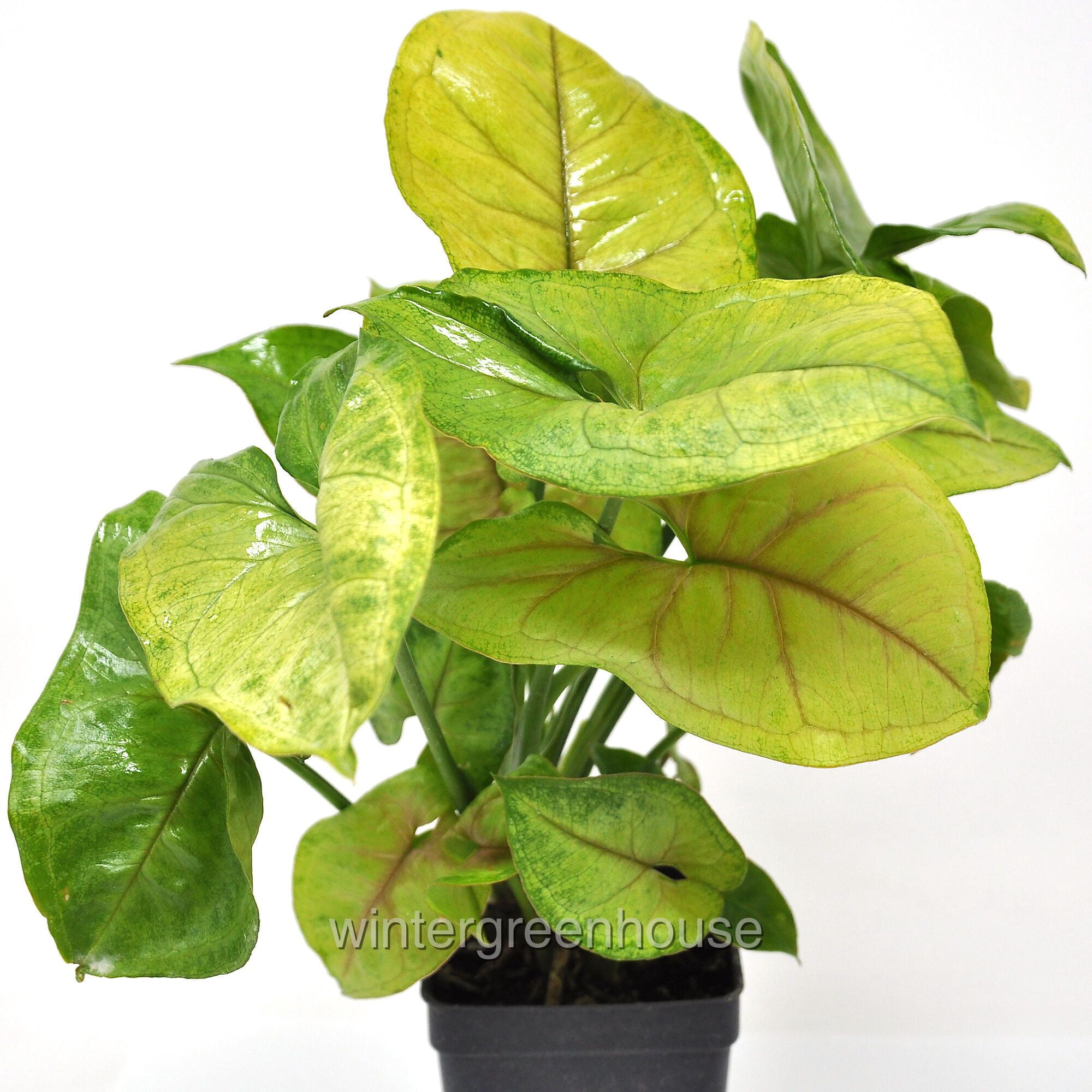 Syngonium Podophyllum, Gold Allusion, Arrowhead Plant - Pot Size: 3" (2 ...