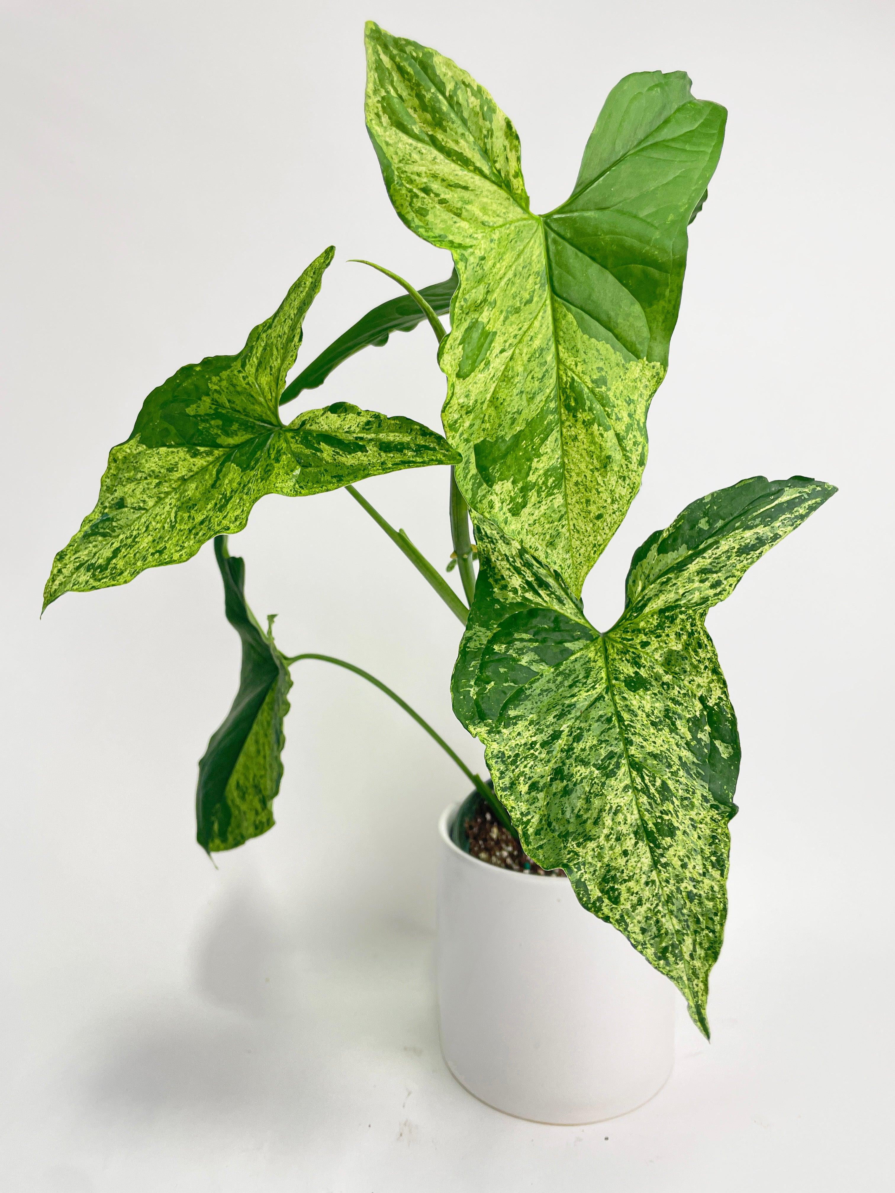 Bumble Plants Syngonium Podophyllum 'Mojito' Hybrid - Full Live ...